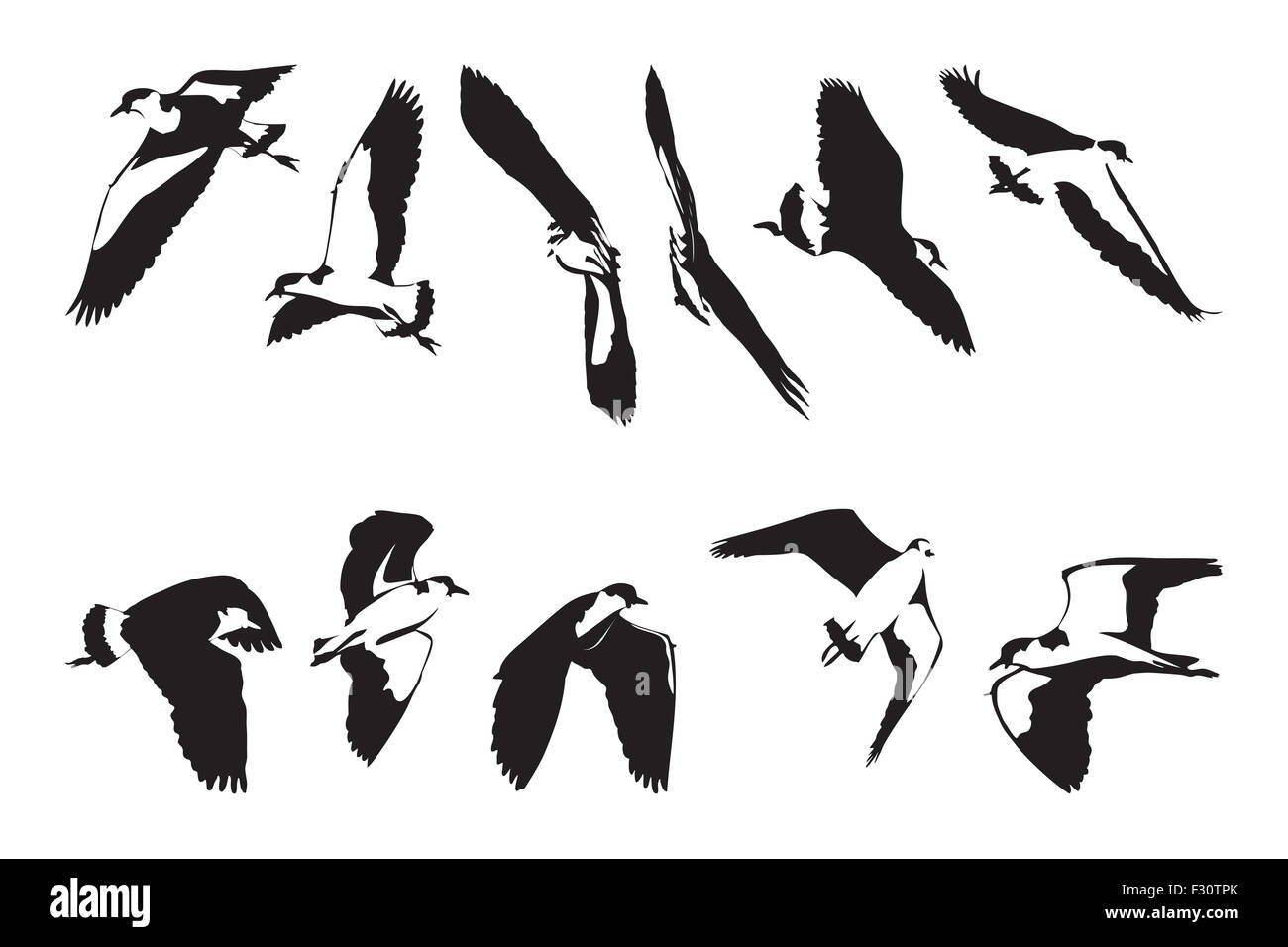 Flying Masked Lapwing Silhouettes Set Stock Photo - Alamy