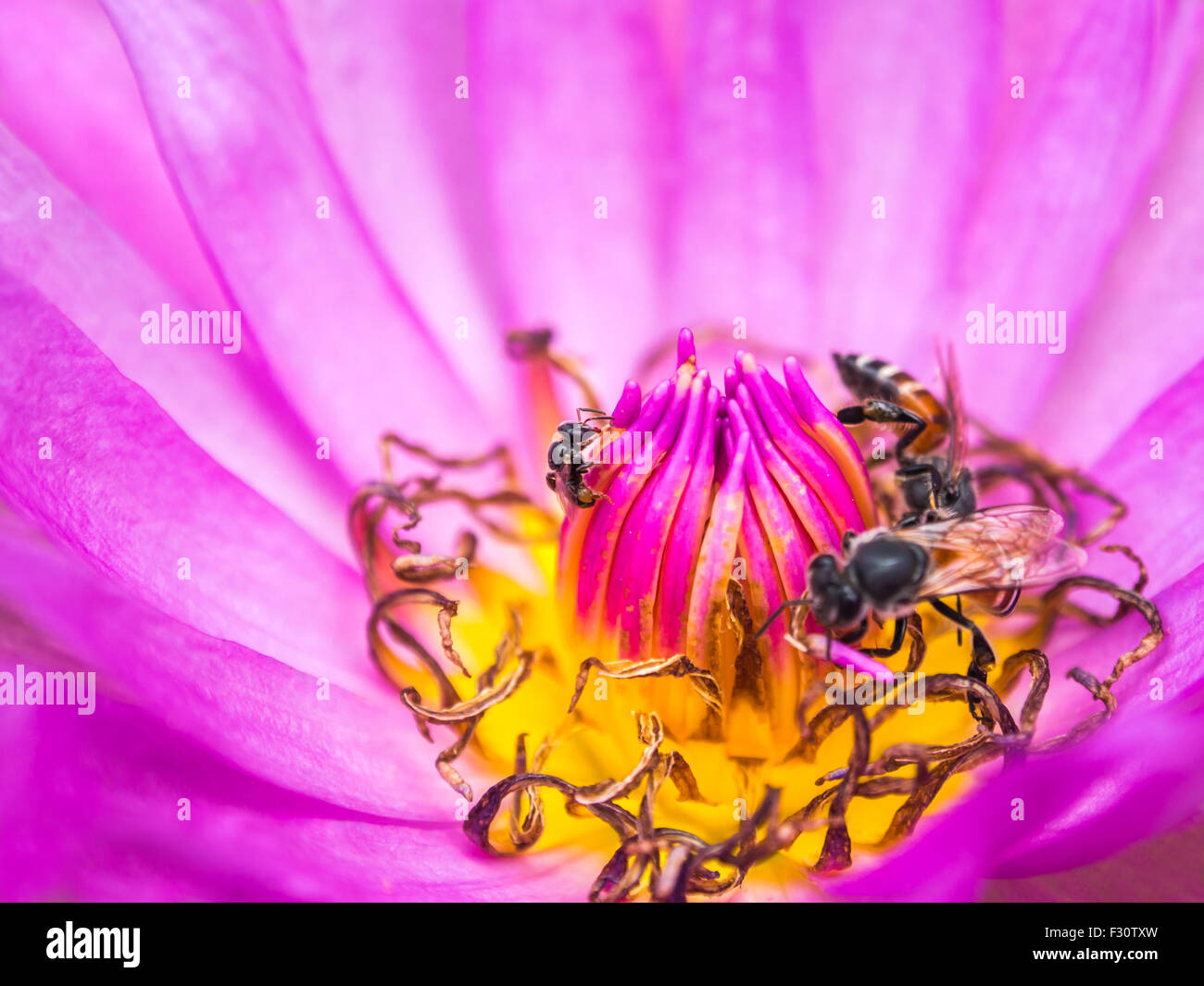 Bee in lotus garden hi-res stock photography and images - Alamy