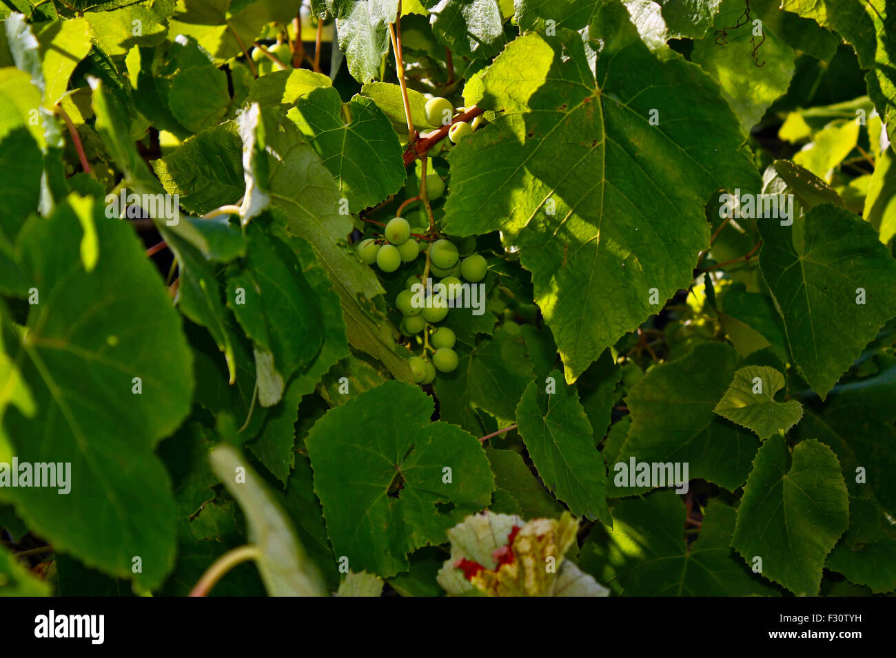 Green not mature grapes on a branchv Stock Photo - Alamy