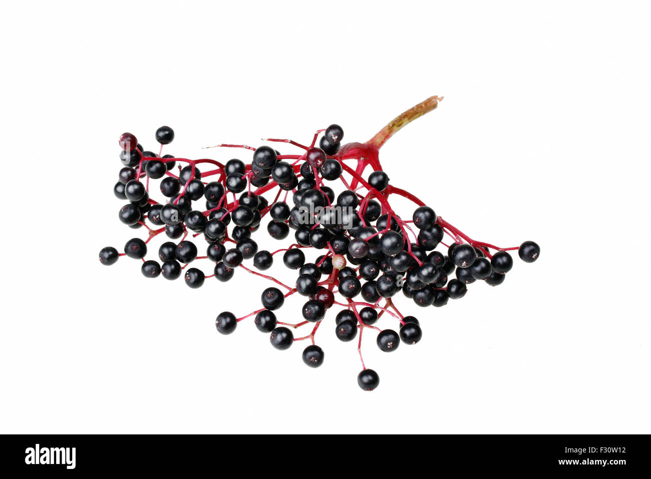 Elderberry branch isolated on white Stock Photo - Alamy