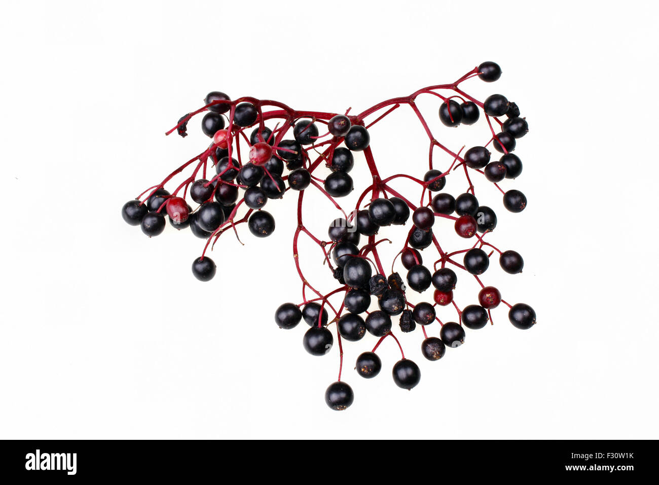 Elderberry branch isolated on white Stock Photo - Alamy