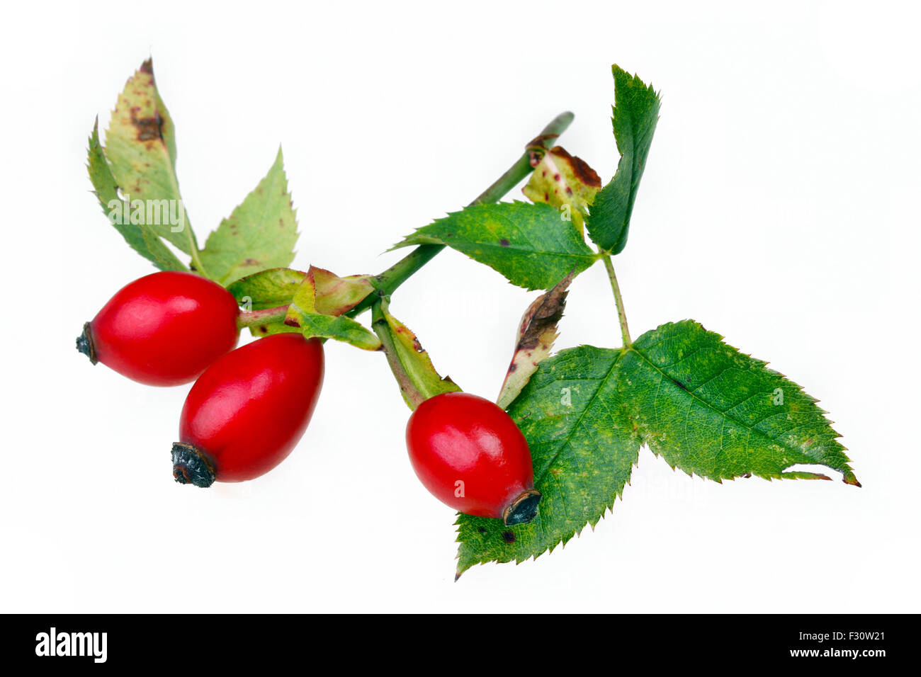 Rose hips isolated on white background Stock Photo - Alamy