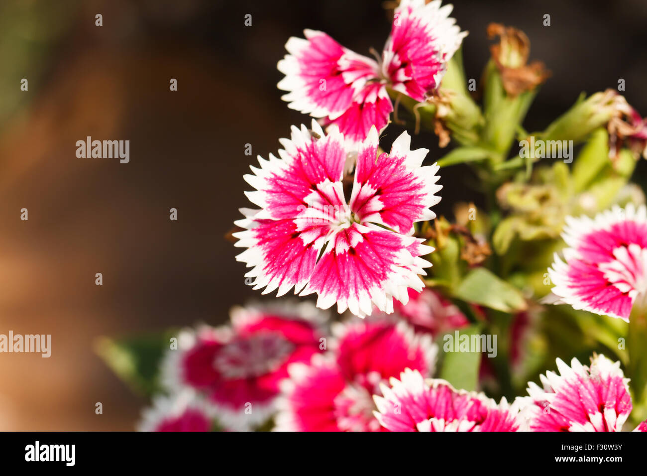 Red white dianthus chinensis hi-res stock photography and images - Alamy