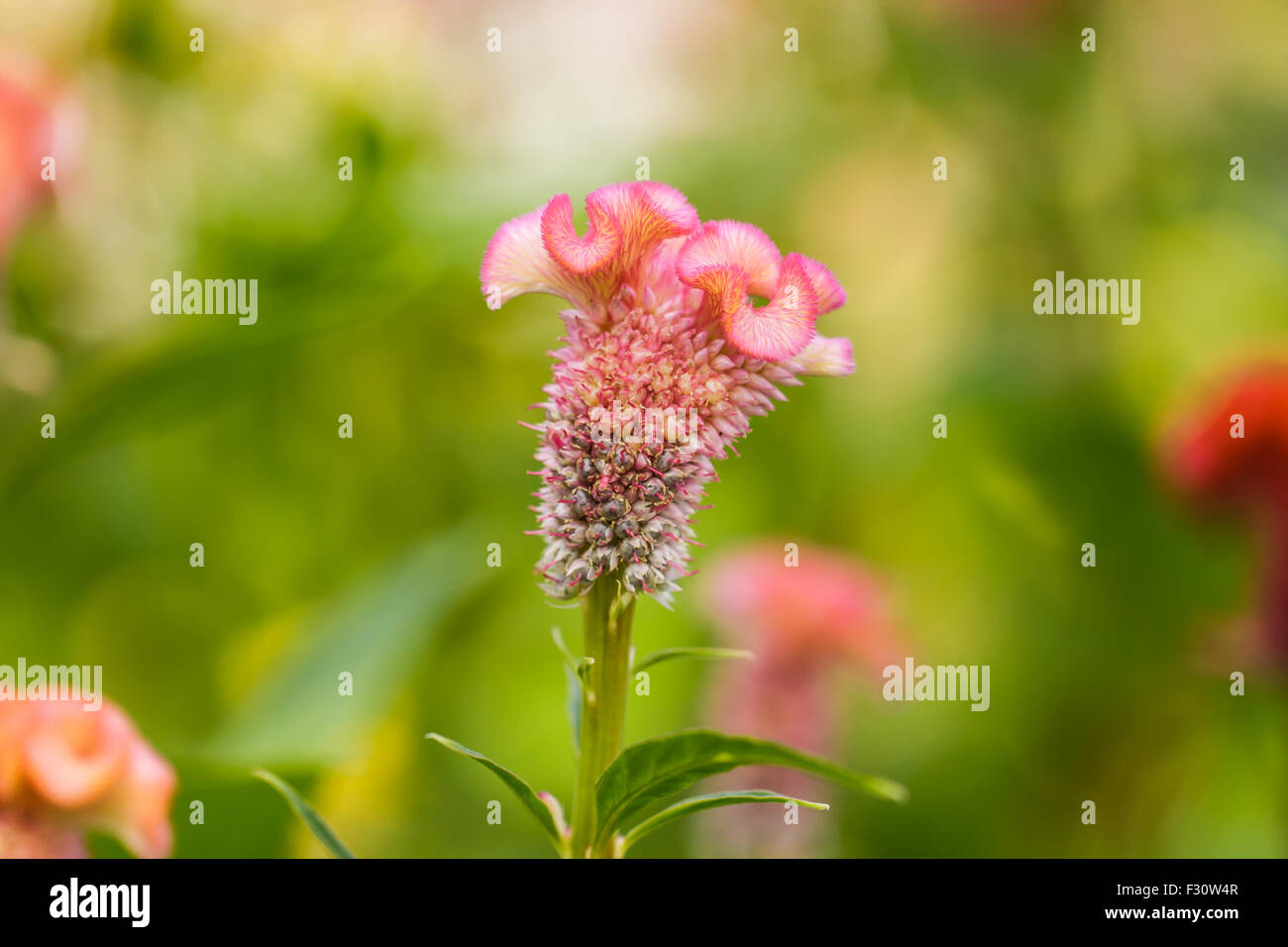 Cockscomb flower hi-res stock photography and images - Alamy