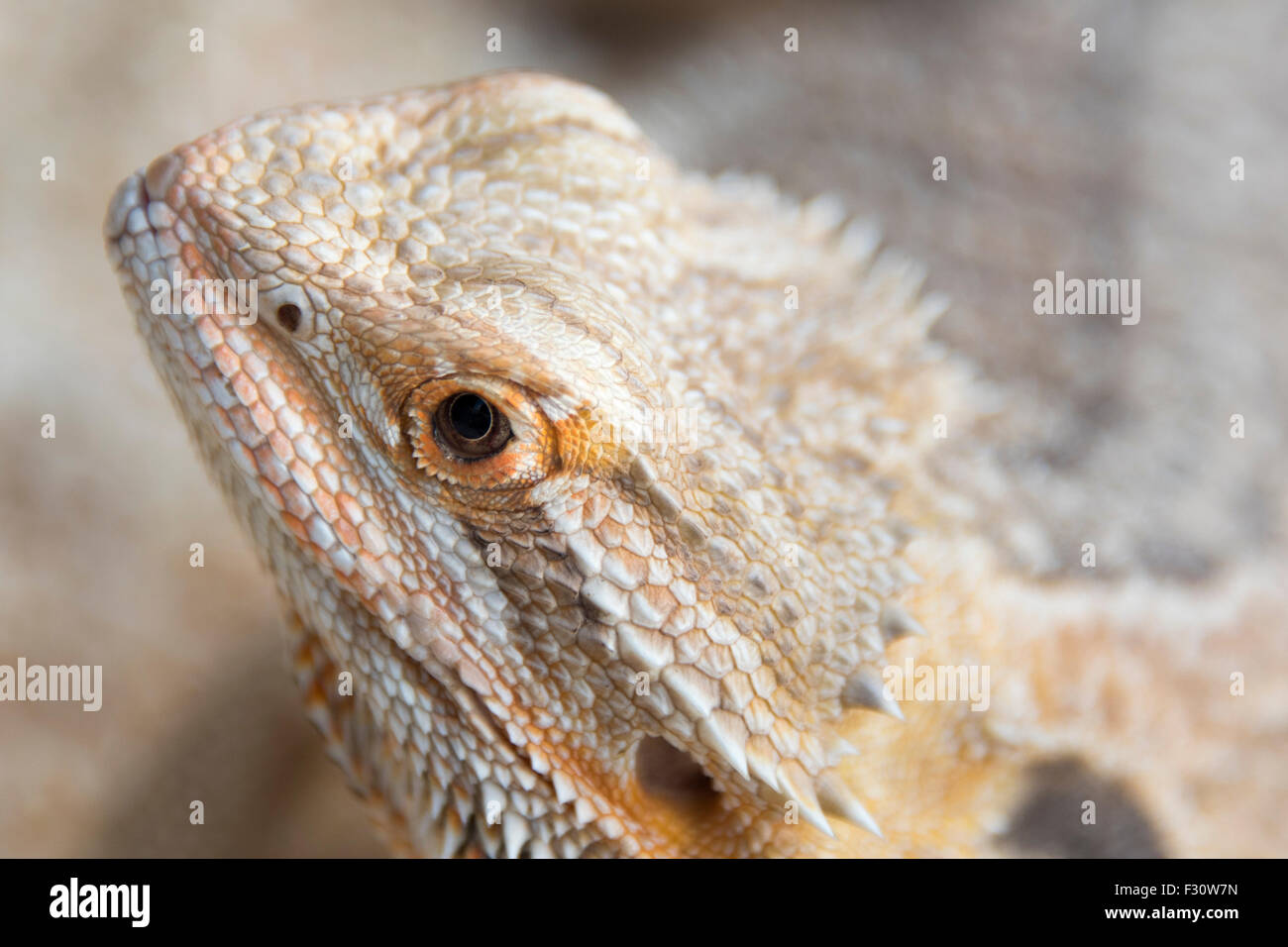 Bearded dragon (pogon) lizard face close up Stock Photo - Alamy