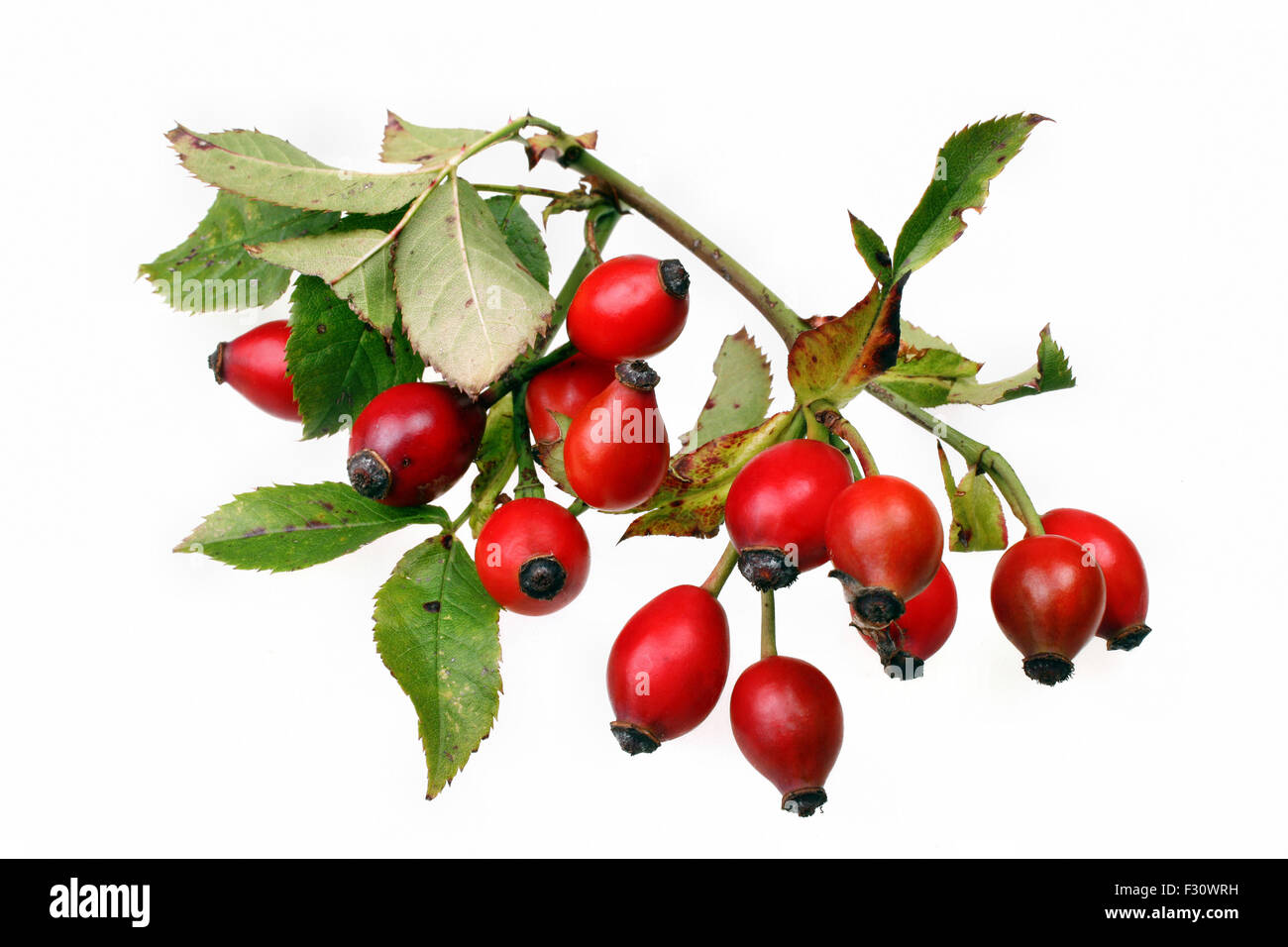 Hip rose isolated on white background Stock Photo - Alamy