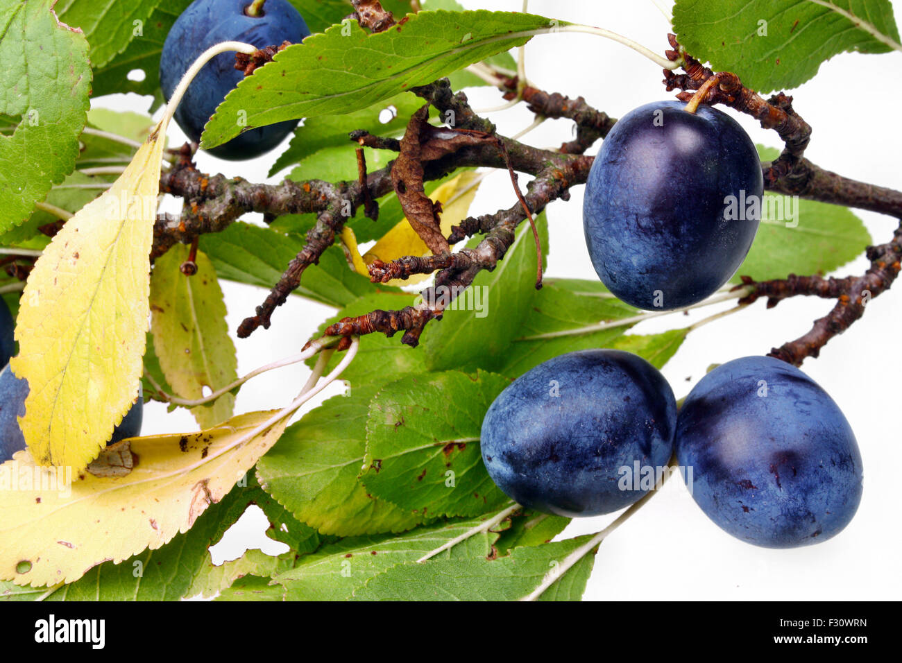 Plums fresh fruit isolated background Stock Photo - Alamy