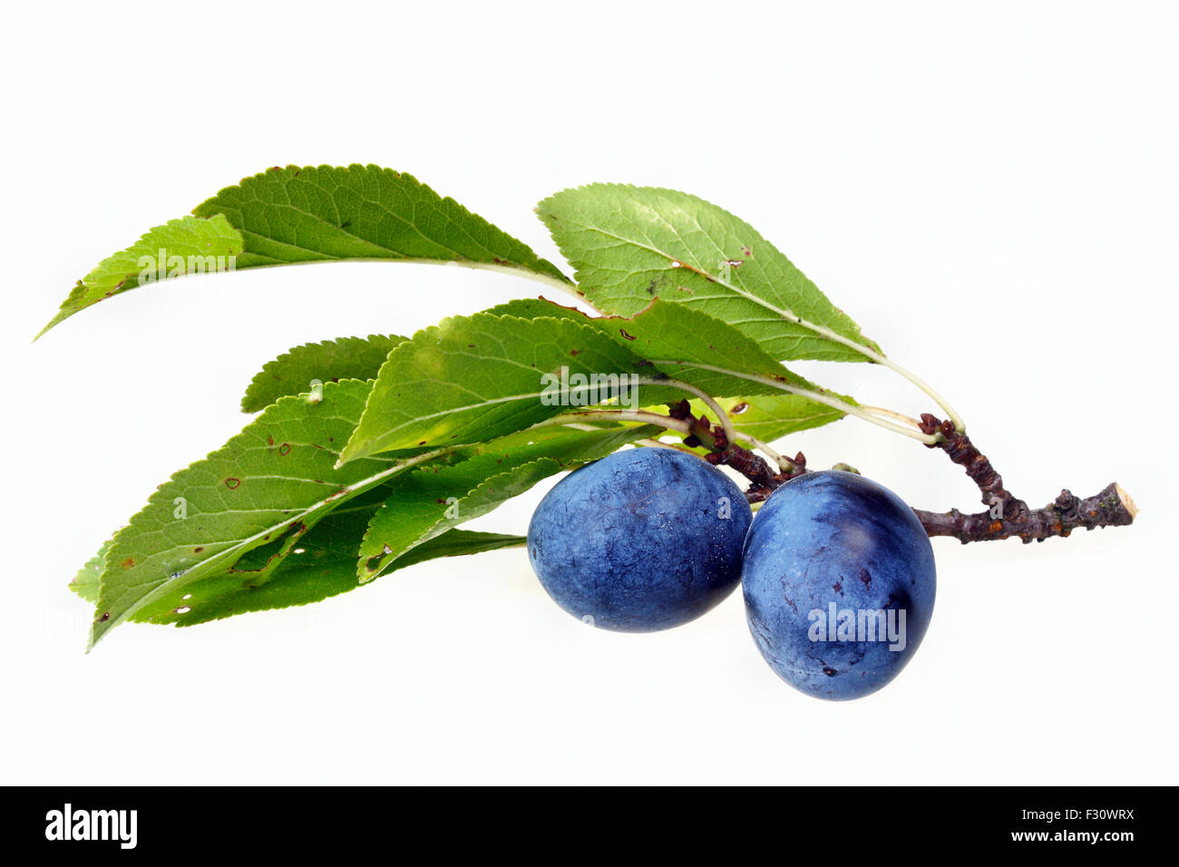 Plums fresh fruit isolated background Stock Photo - Alamy