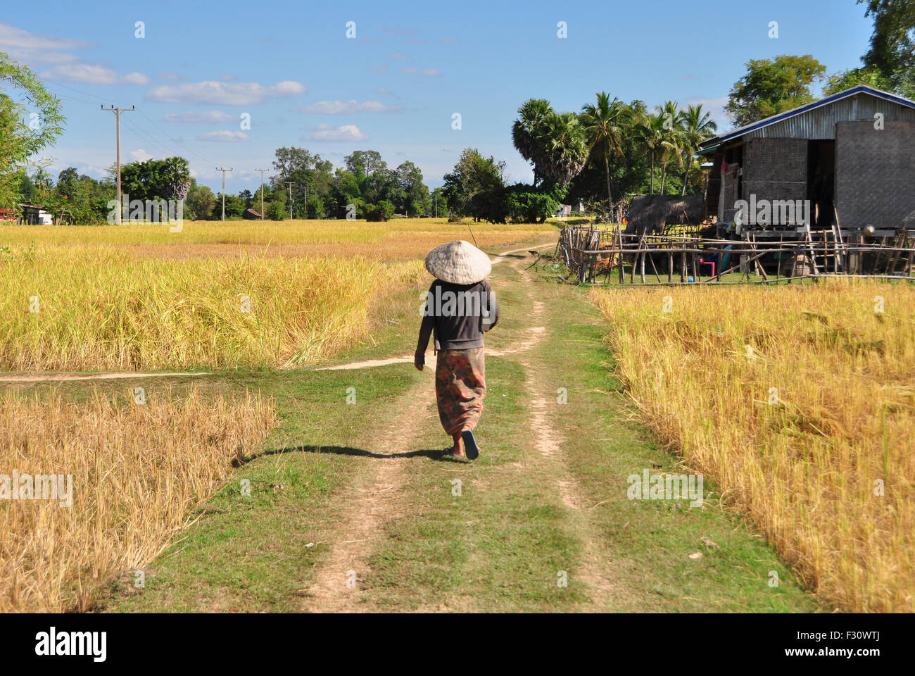 Rice fields in 4000 Islands, Laos Stock Photo - Alamy