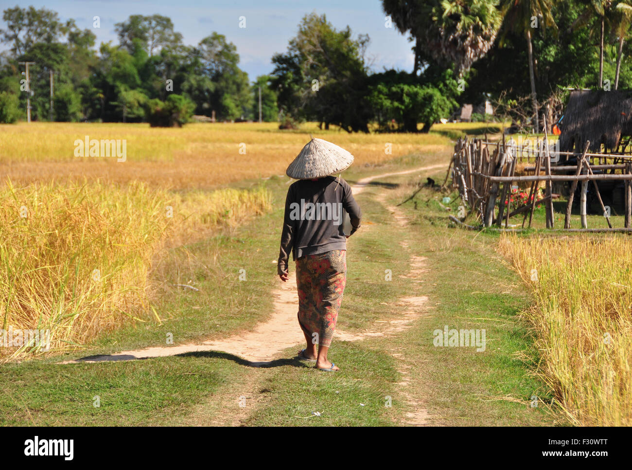 Rice fields in 4000 Islands, Laos Stock Photo - Alamy