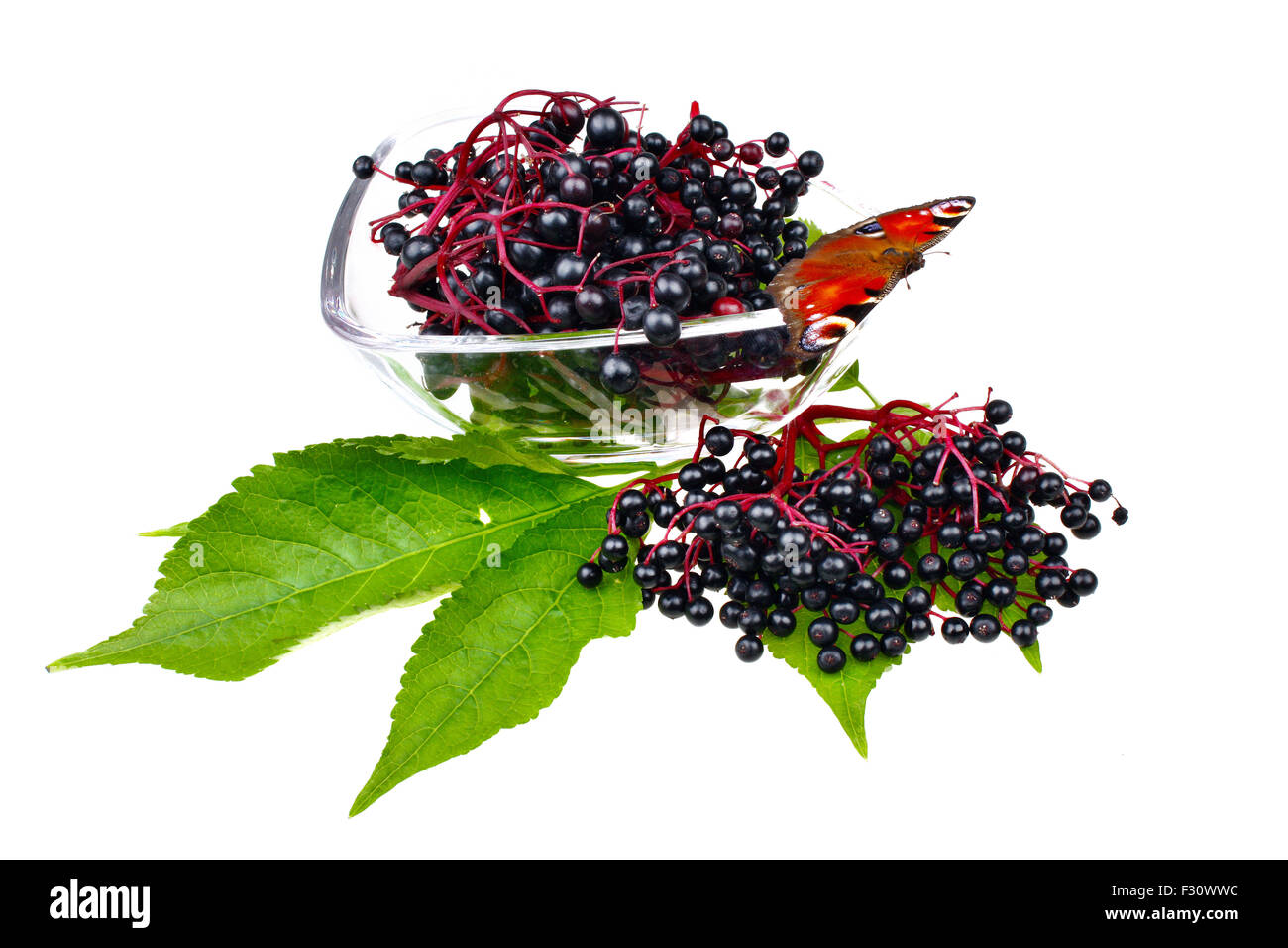 Therapeutic elderberry fruit and butterfly on white isolated background ...