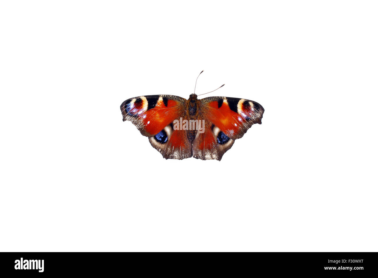 Beautiful green insect european Cut Out Stock Images & Pictures - Alamy