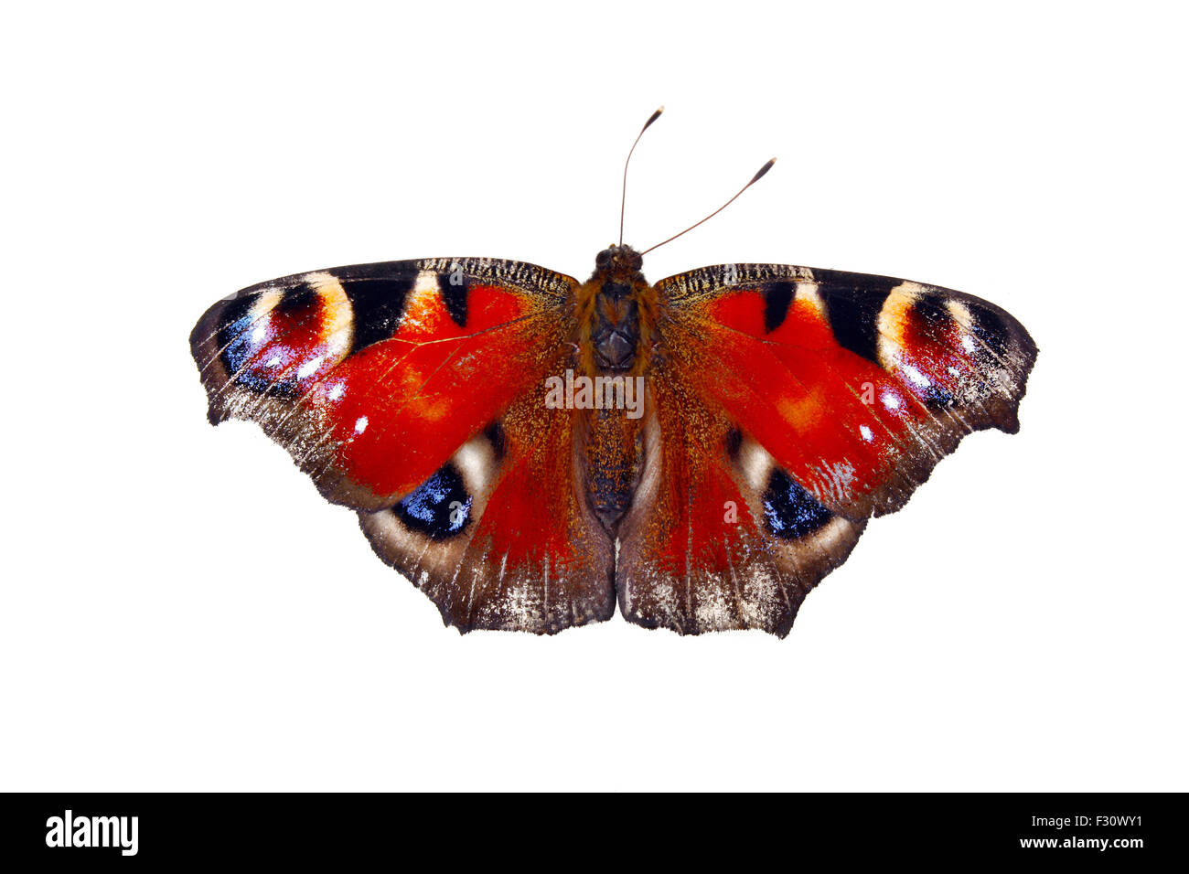Closeup beautiful blue peacock Cut Out Stock Images & Pictures - Alamy