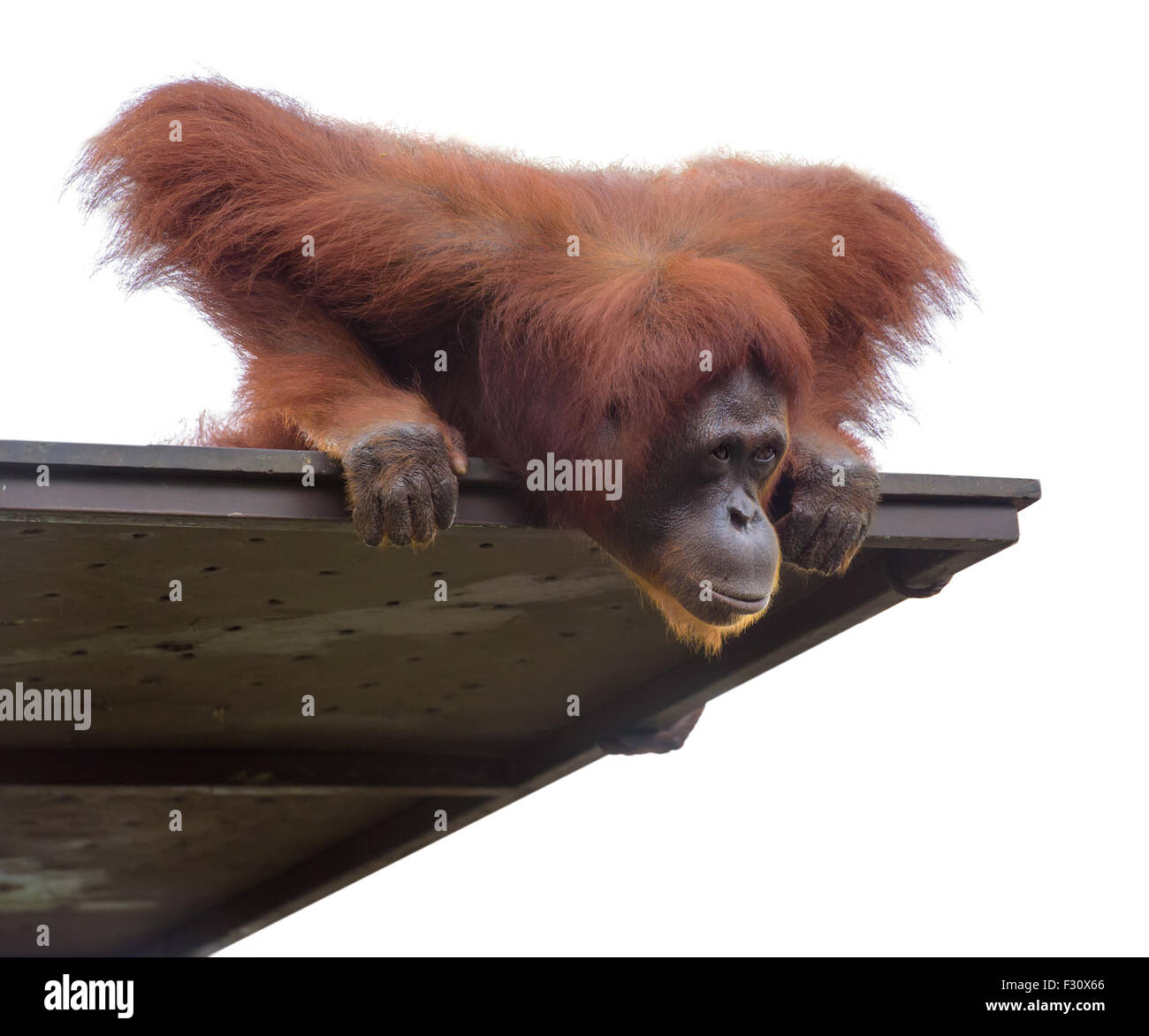 Adult orangutan looking down from its platform, isolated on white Stock ...