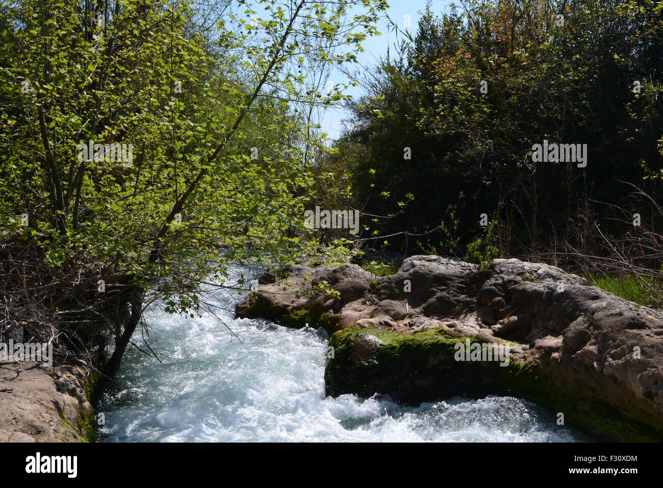 A river in the forest Stock Photo - Alamy