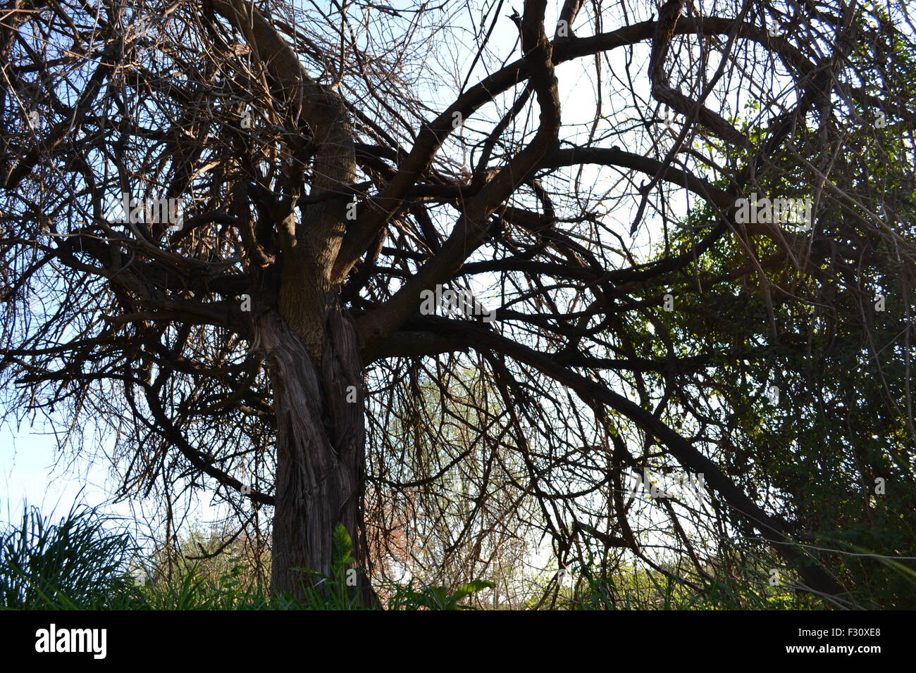A tree with lots of boughs Stock Photo - Alamy