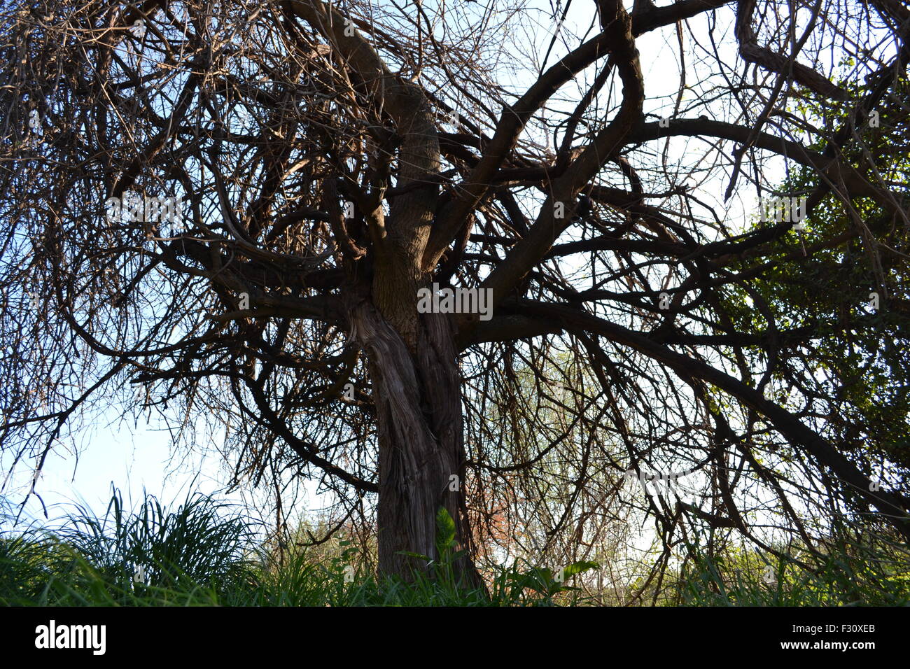 A tree with lots of boughs Stock Photo - Alamy