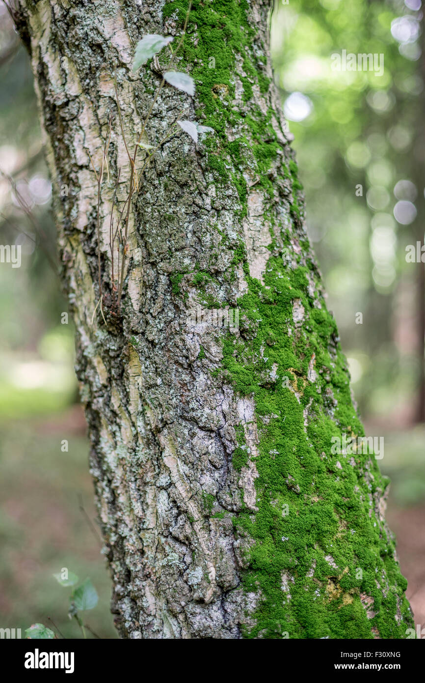 Green moss on the old birch tree trunk Betula veruccosa Stock Photo - Alamy