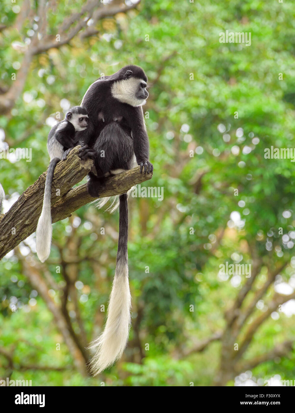 Baby colobus monkey with its mom sitting on a tree in rainforest Stock ...