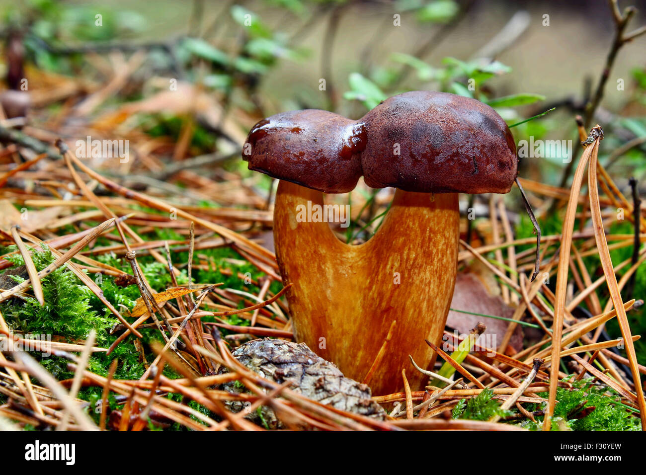 Xerocomus badius twins mushroom grow in the forest Stock Photo - Alamy