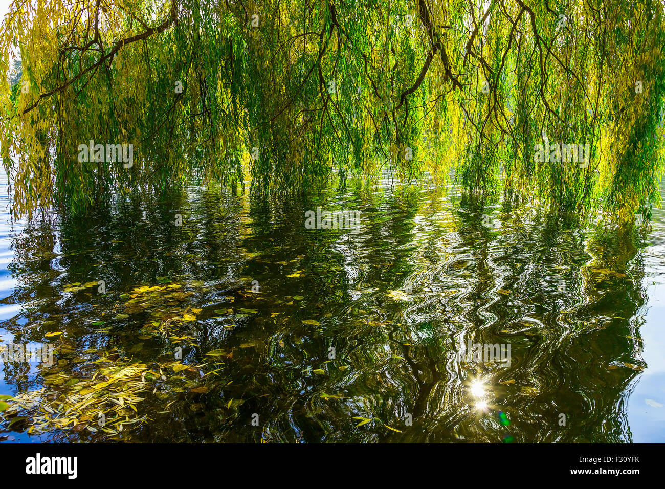 Beautiful Branches of a Weeping Willow Tree Reflecting into the Calm ...
