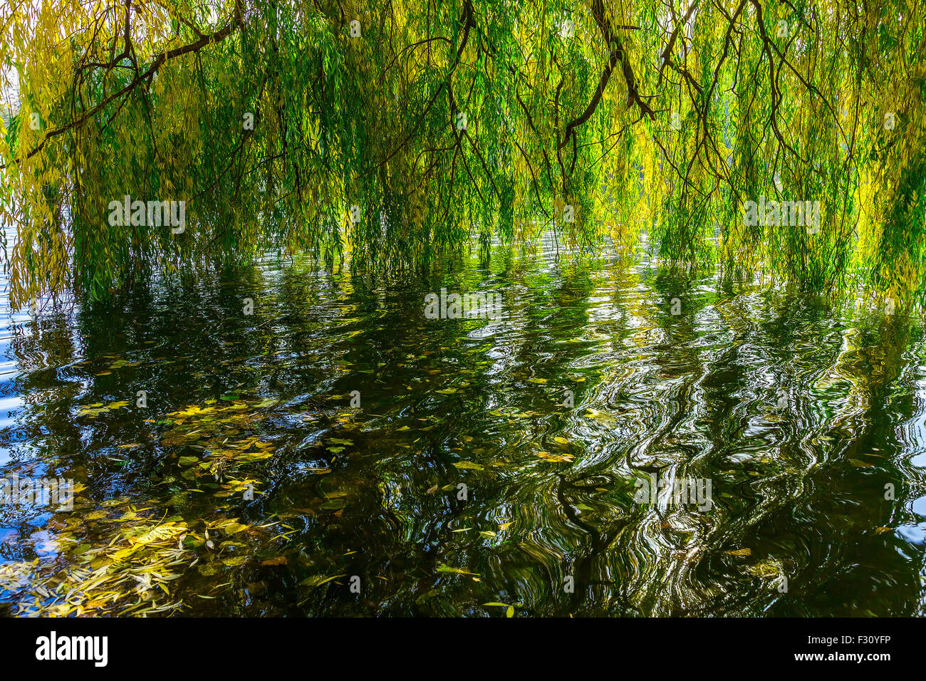 Tree branches hanging over water hi-res stock photography and images ...
