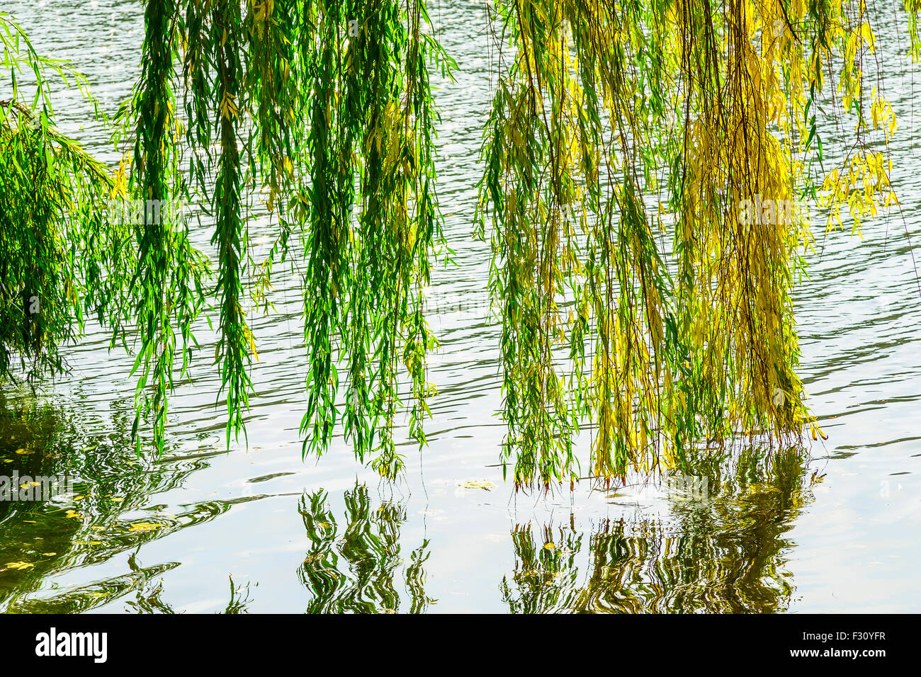 Beautiful Branches of Willow Tree Hanging Over Water Surface in a Sunny ...