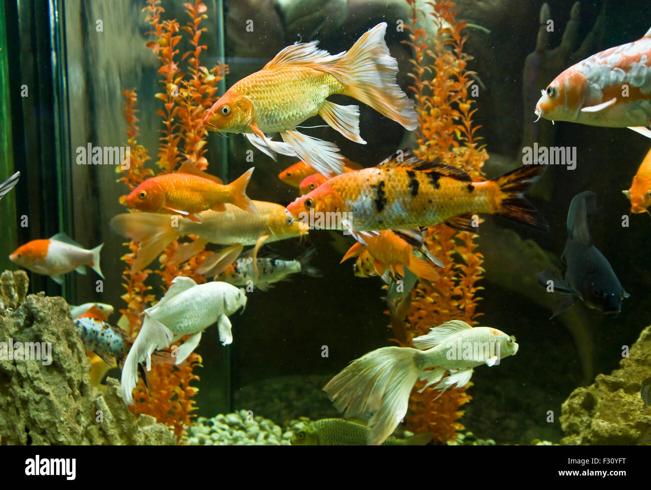 Carp coi (Cyprinus carpio linnacus), recorded in aquarium in town ...