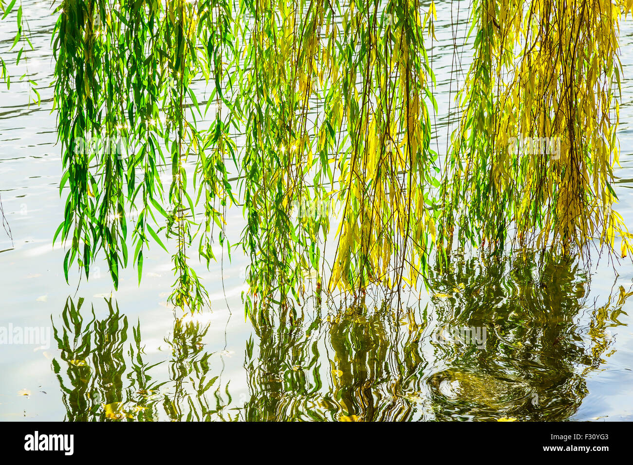 Beautiful Colourful Branches of Willow Tree Hanging Over Water Surface ...