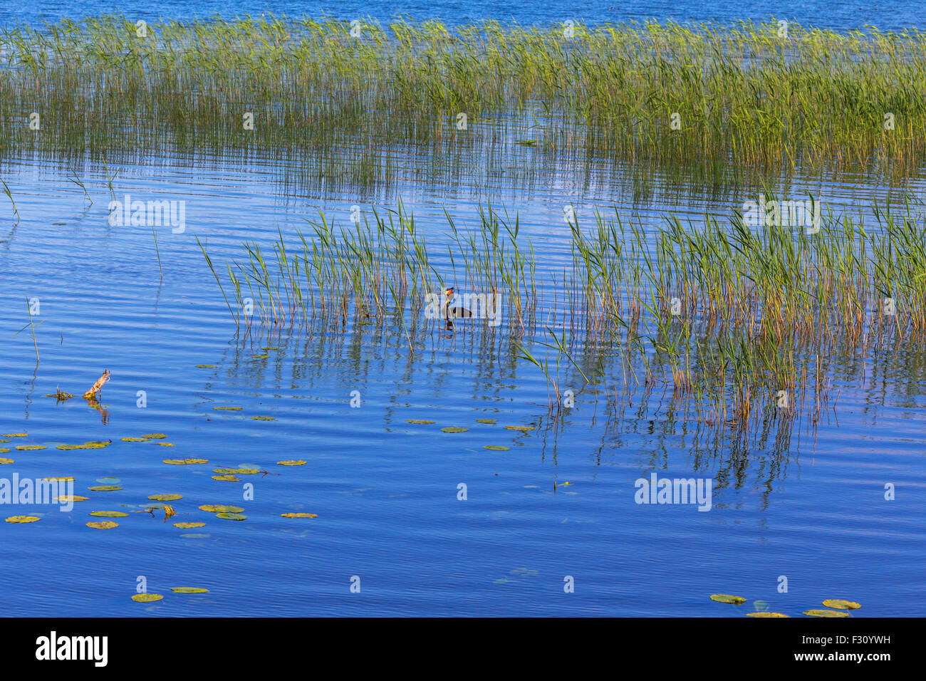 Riverbank with water green grass and bird Stock Photo - Alamy