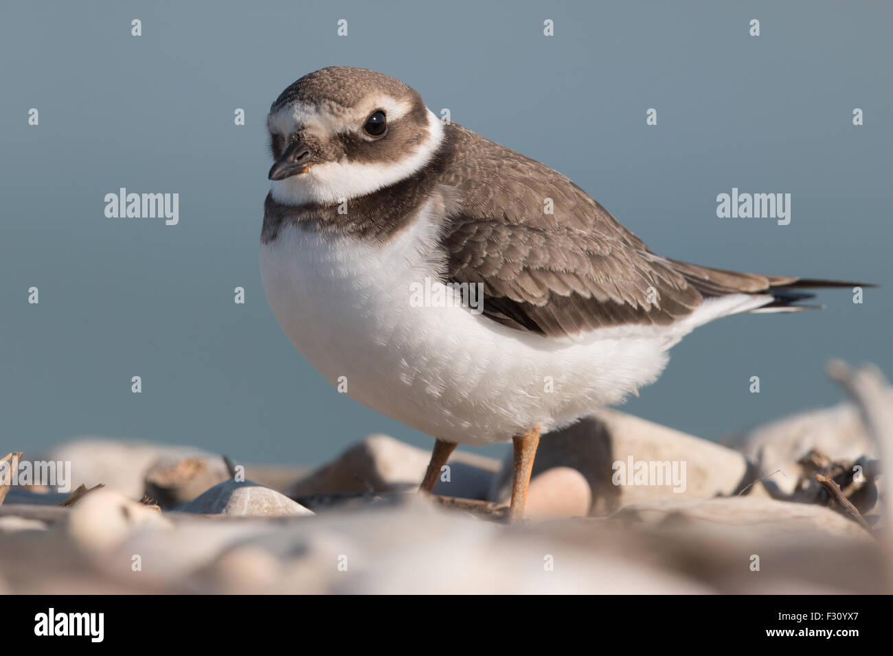 Common ringed plover Stock Photo - Alamy