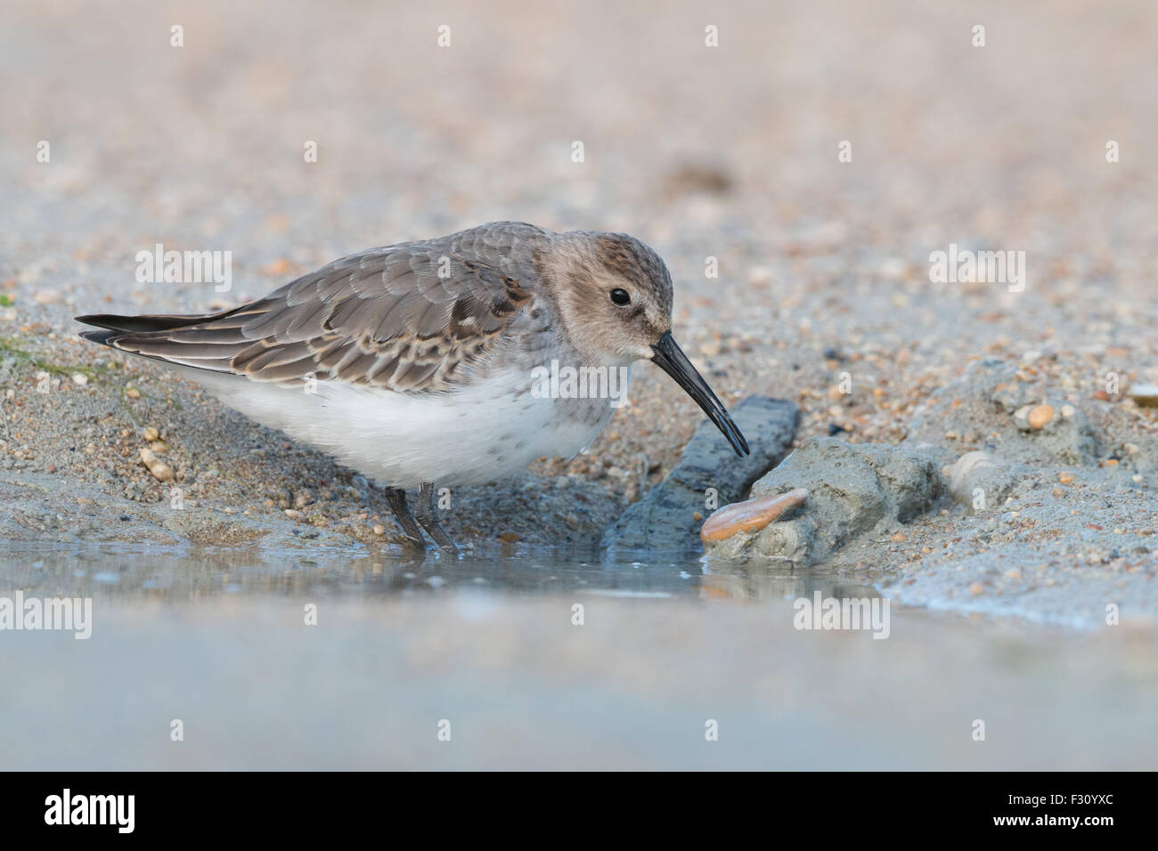 Dunlin bird hi-res stock photography and images - Alamy