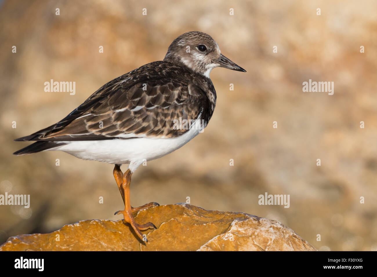 Ruddy turnstone bird hi-res stock photography and images - Alamy