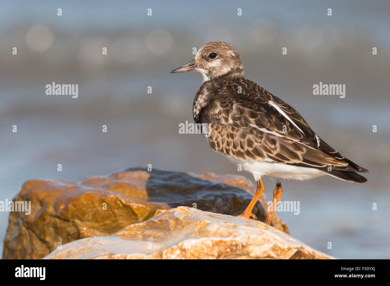 Turnstone bird walking hi-res stock photography and images - Alamy