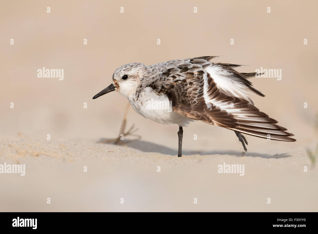 Dunlin And Sanderling High Resolution Stock Photography and Images - Alamy