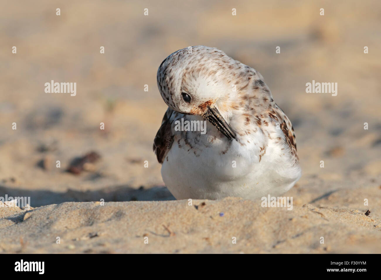 The sanderling (Calidris alba) small wading bird Stock Photo - Alamy