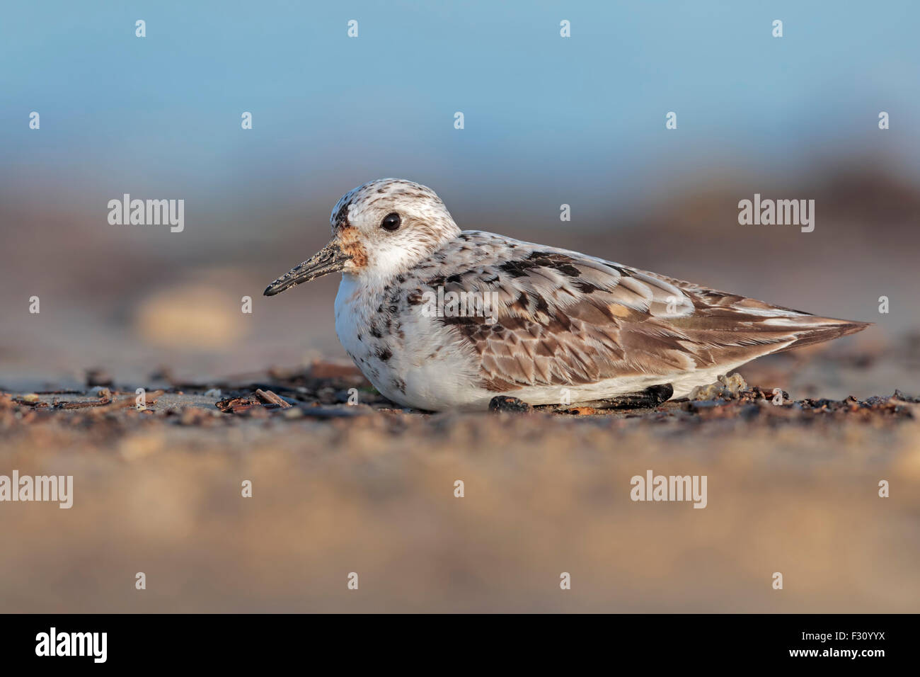 The sanderling (Calidris alba) small wading bird Stock Photo - Alamy