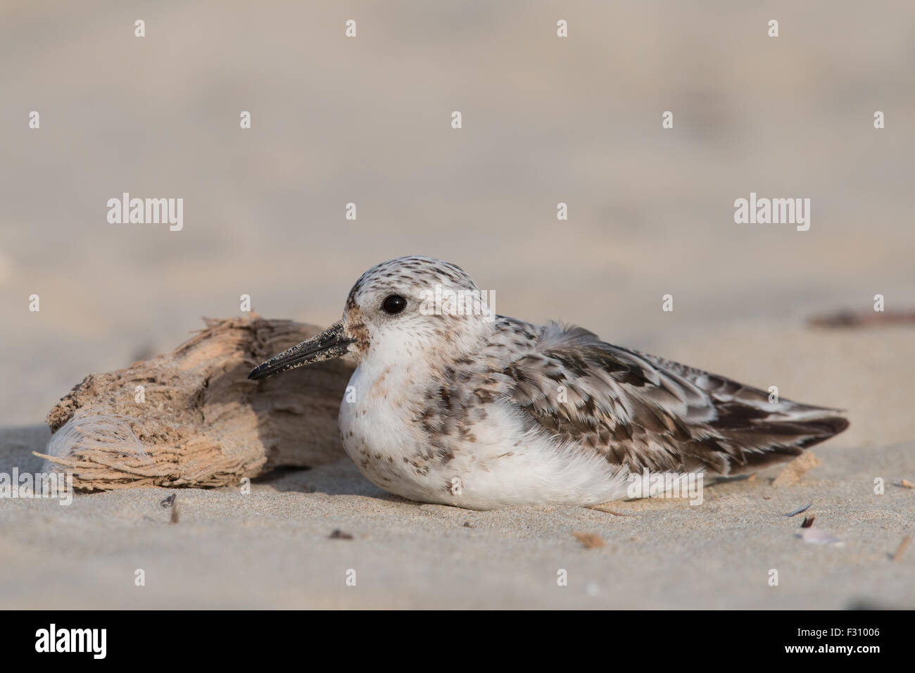 The sanderling (Calidris alba) small wading bird Stock Photo - Alamy