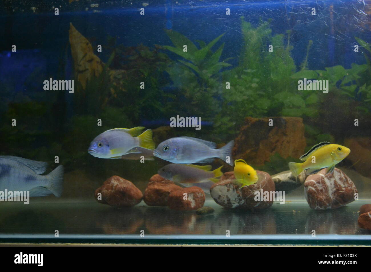 Fishes in an aquarium Stock Photo - Alamy