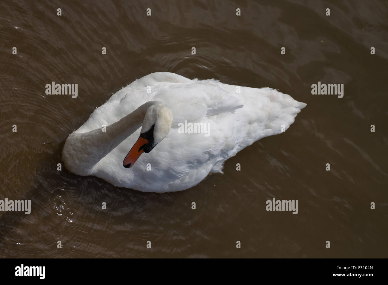 Mute Swan from above Stock Photo - Alamy