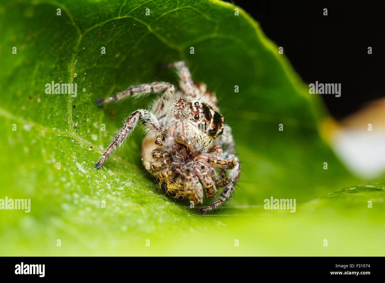 jumper spider on green leaf Stock Photo - Alamy