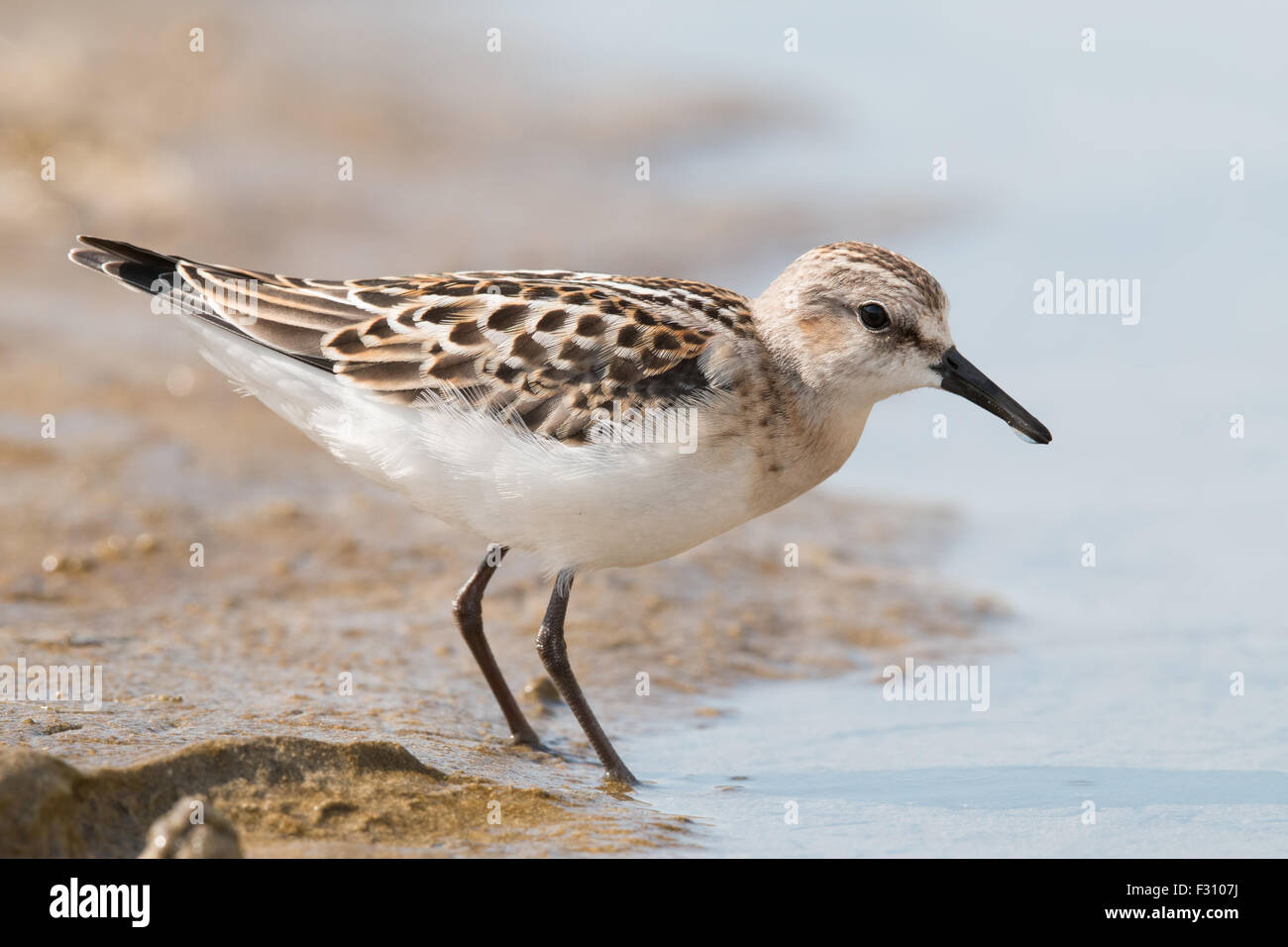 Little stint autumn hi-res stock photography and images - Alamy