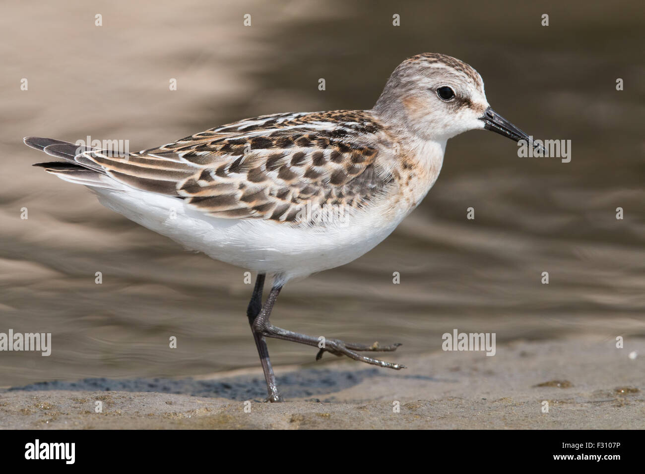 The little stint Stock Photo - Alamy