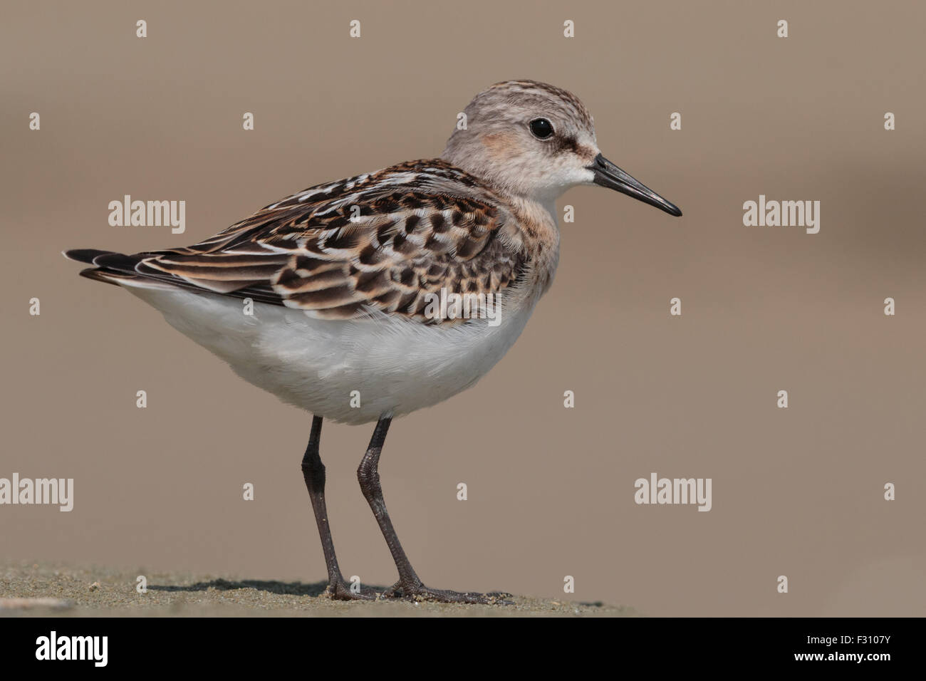 The little stint Stock Photo - Alamy
