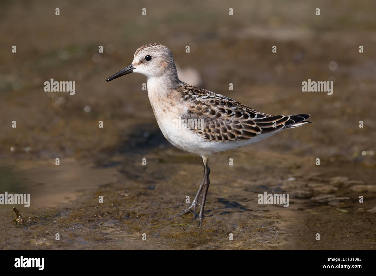 Little stint autumn hi-res stock photography and images - Alamy