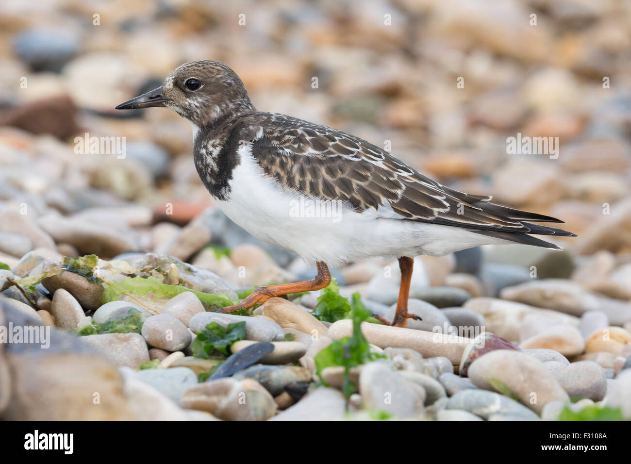 Turnstone bird autumn hi-res stock photography and images - Alamy