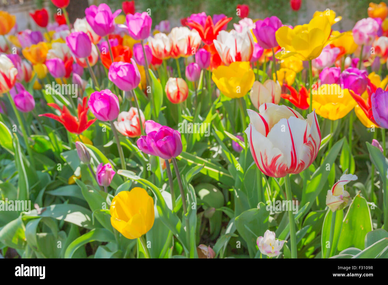 Sunner flowers hi-res stock photography and images - Alamy