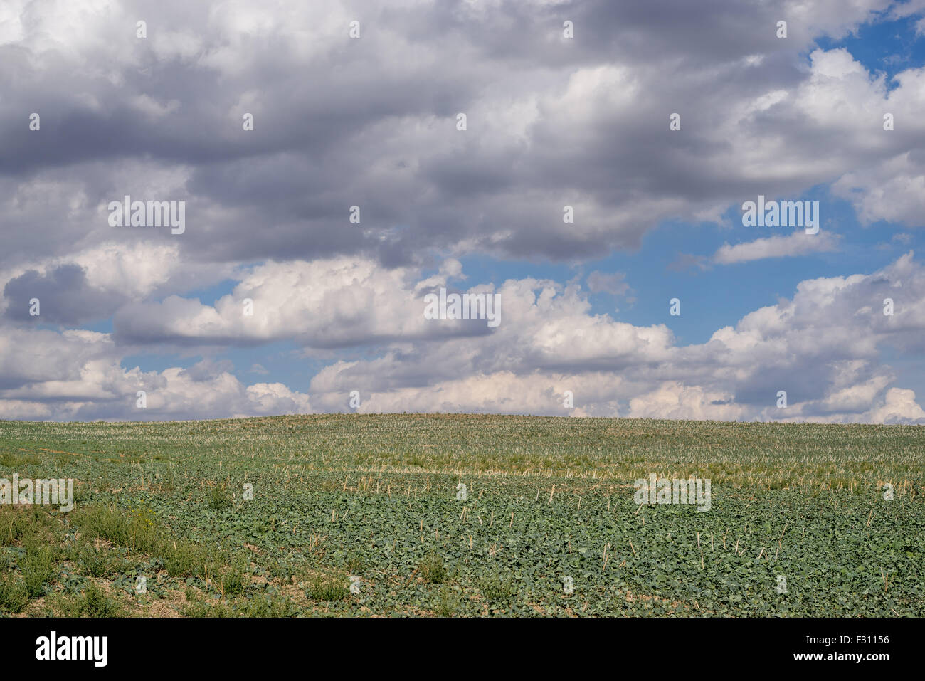 White cumulus clouds in the blue sky over autumn fields Lower Silesia ...