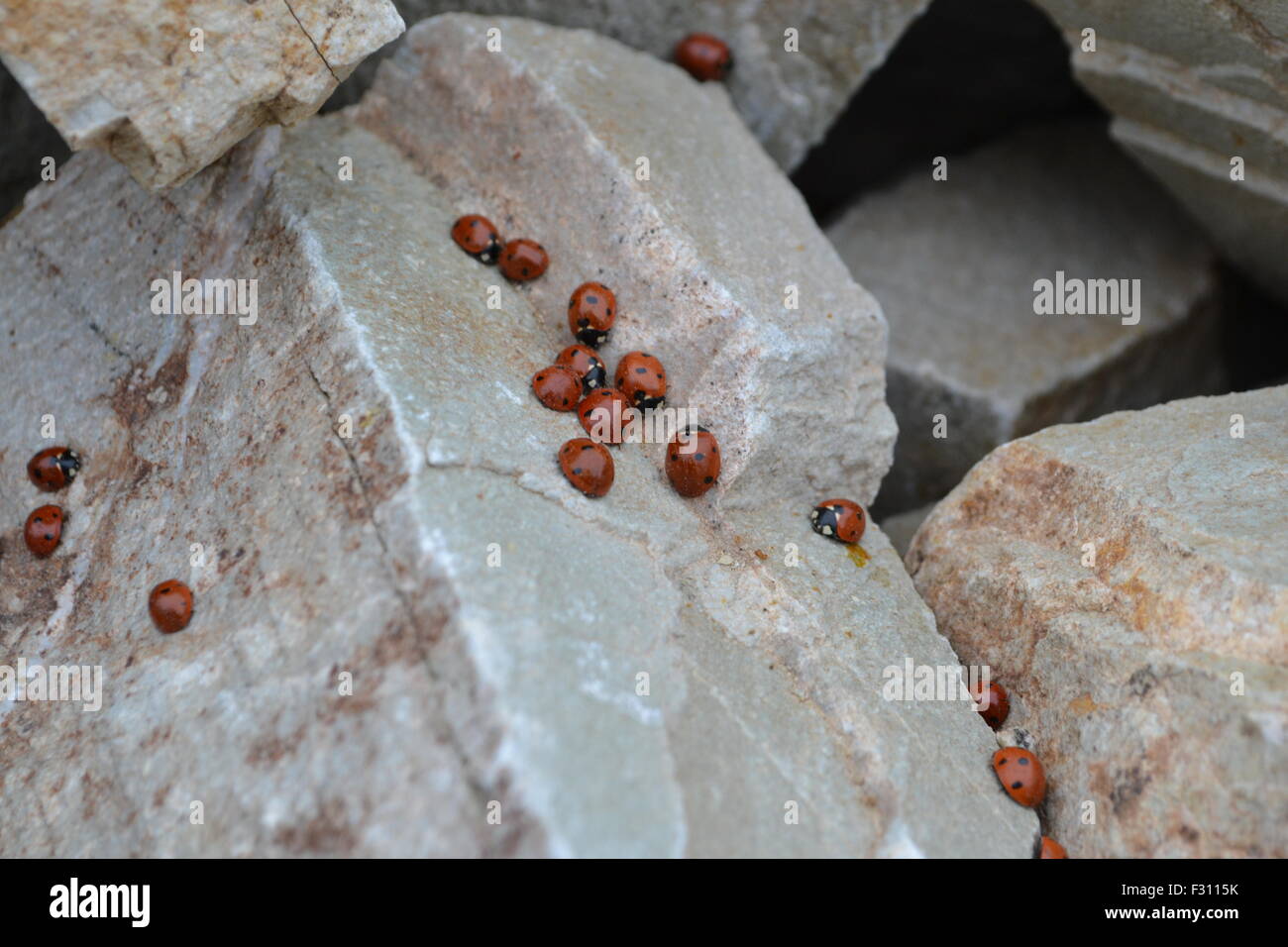 Ladybug with rocks hi-res stock photography and images - Alamy