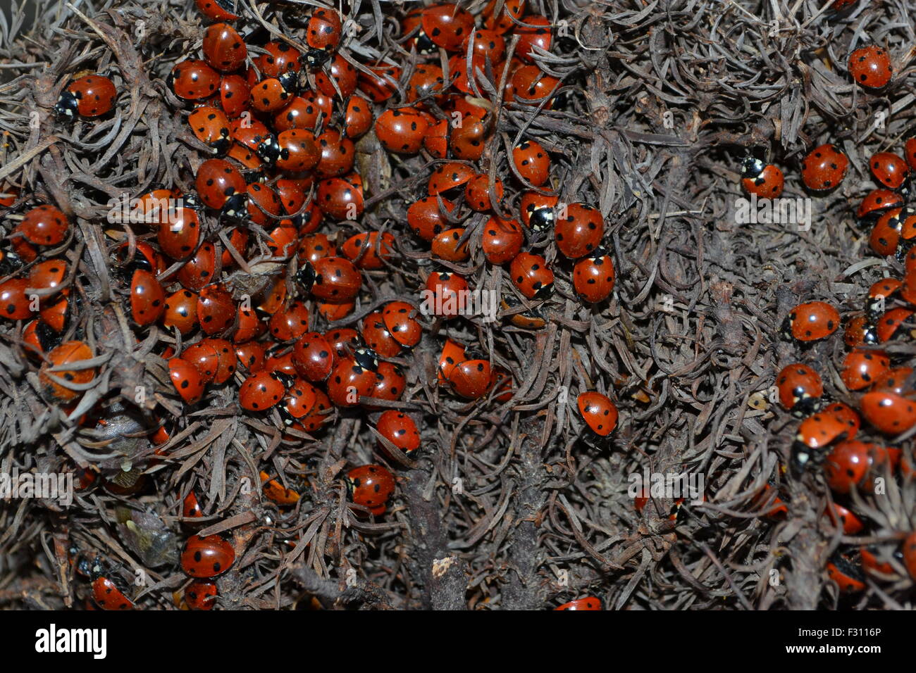 Ladybird ladybirds hi-res stock photography and images - Alamy